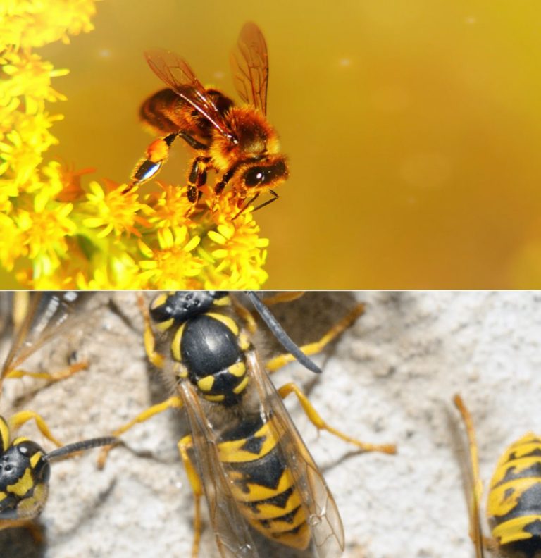 Bier & hvepse - My WordPress Site